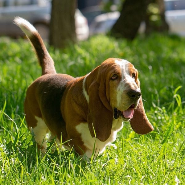 Que Problemas Tienen Los Basset Hound