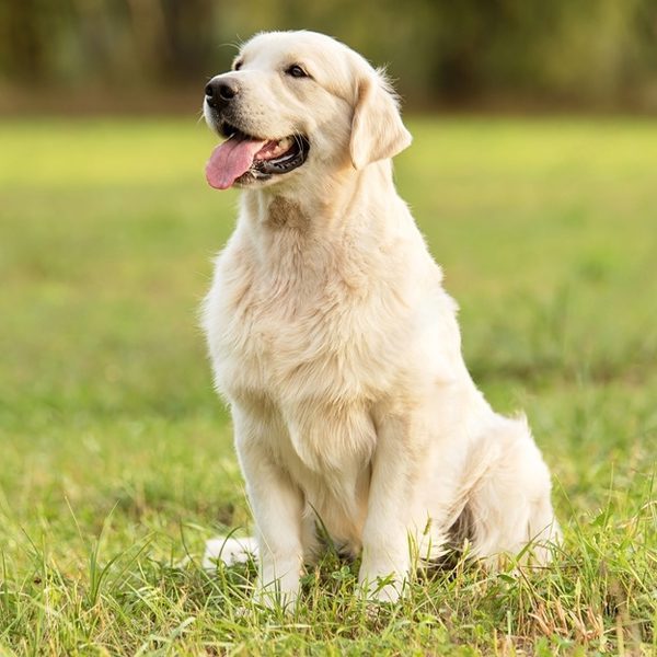 Criaderos - Criaderos de Perros