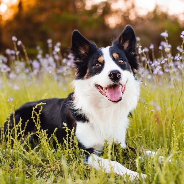 Pug - Criaderos de Perros