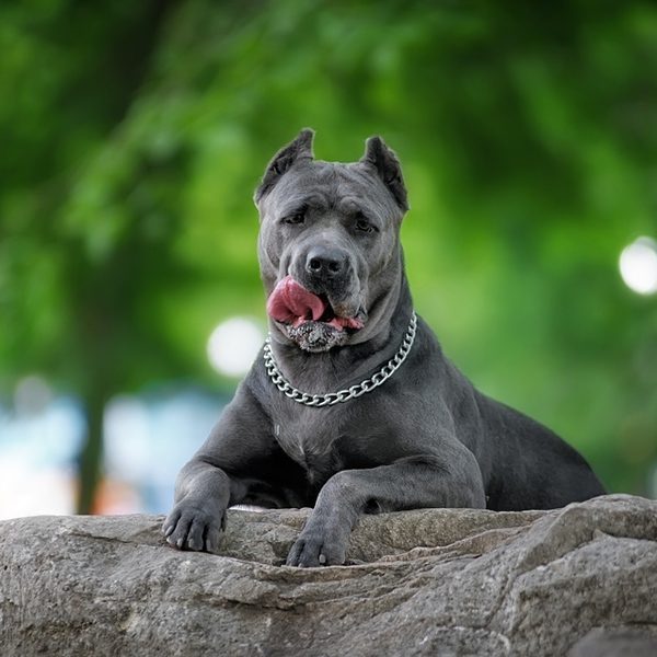 Pastor Alemán - Criaderos de Perros