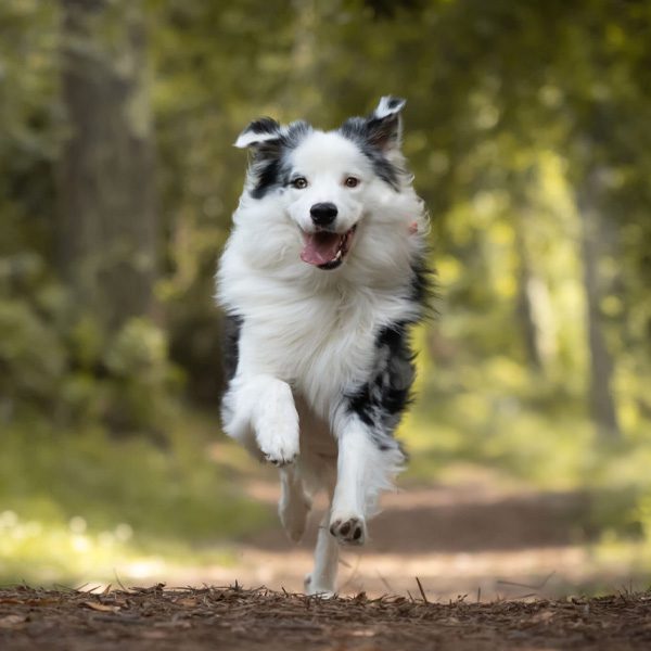Mini Pastor Americano un Criadero en Criaderosdeperro.Cl