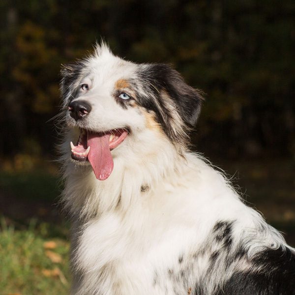 Mini Pastor Americano un Criadero en Criaderosdeperro.Cl