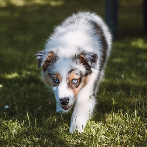 Mini Pastor Americano un Criadero en Criaderosdeperro.Cl