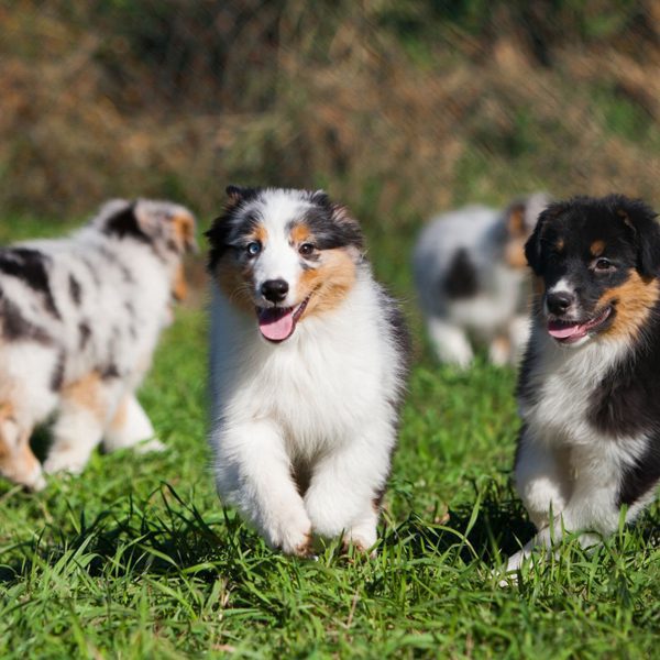 Mini Pastor Americano un Criadero en Criaderosdeperro.Cl
