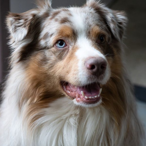 Mini Pastor Americano un Criadero en Criaderosdeperro.Cl