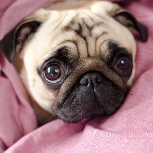 Pug Carlino Chile Criadero de Labradores En Criadero de Perros