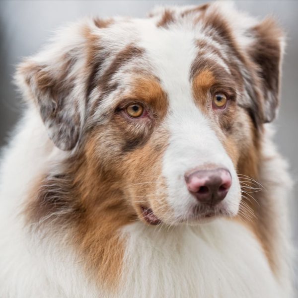 Pastor Australiano un Criadero Chile en Criaderosdeperro.Cl