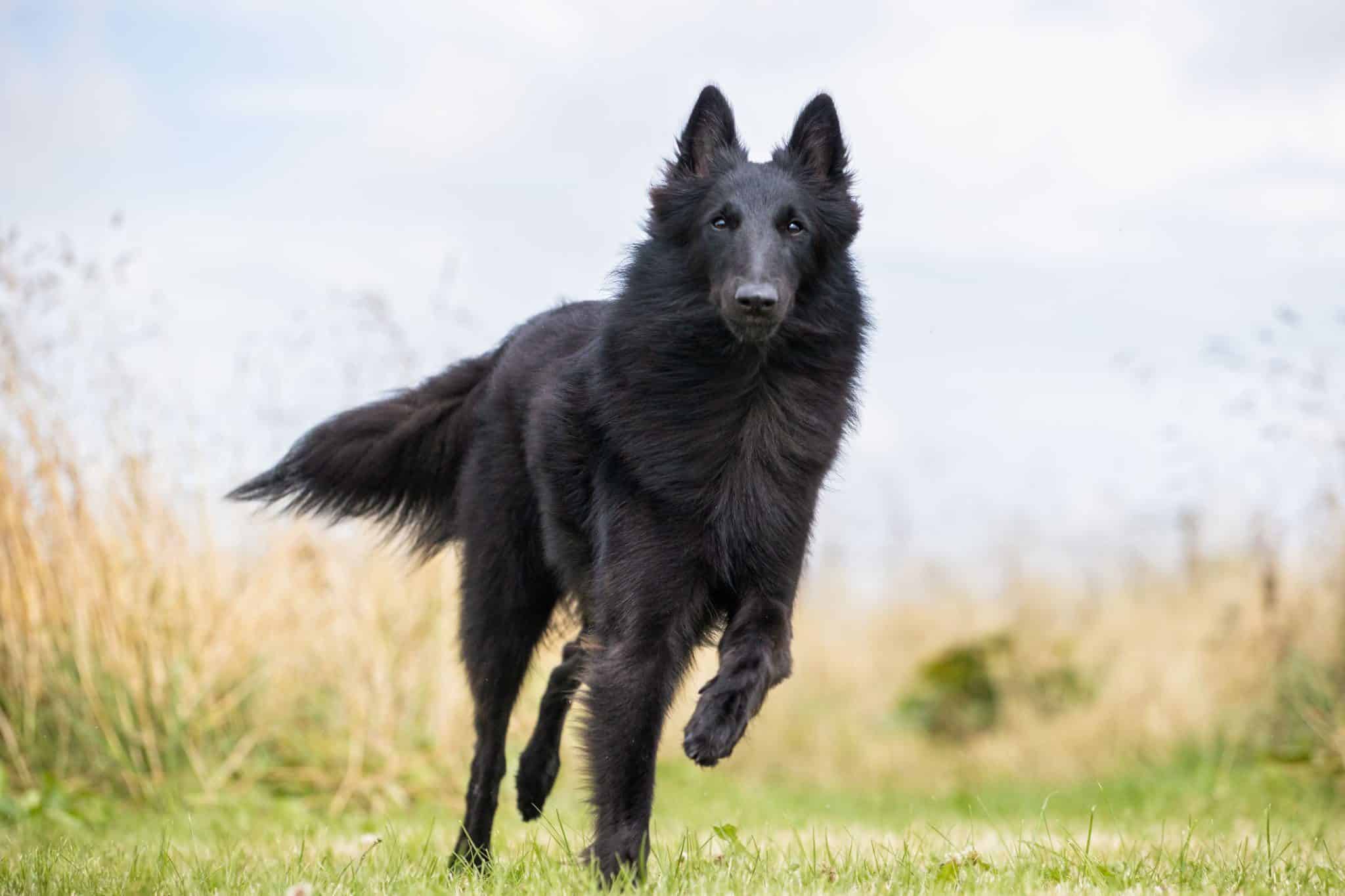 Pastor Belga Groenendael un Criadero en Criaderosdeperro.Cl