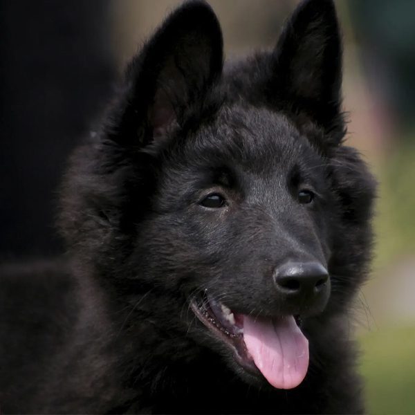 Pastor Belga Groenendael un Criadero en Criaderosdeperro.Cl