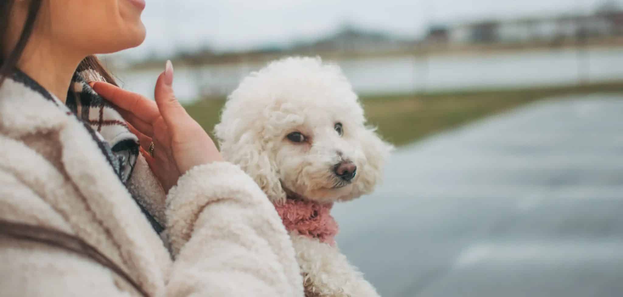 Poodle Criadero Chile en Criaderosdeperro.Cl