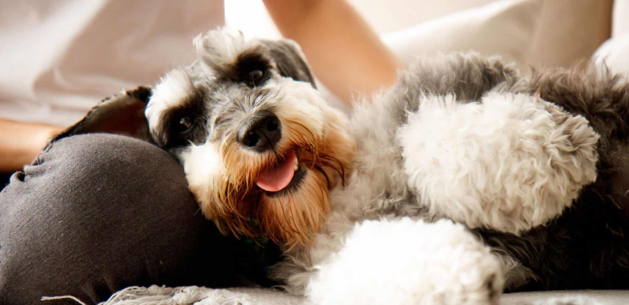 Schnauzer Criadero Chile en Criaderosdeperro.Cl