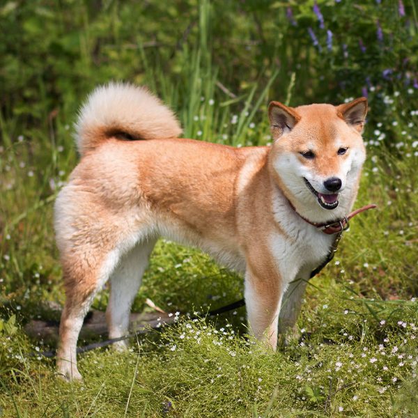 Razas de Perros - Criaderos de Perros