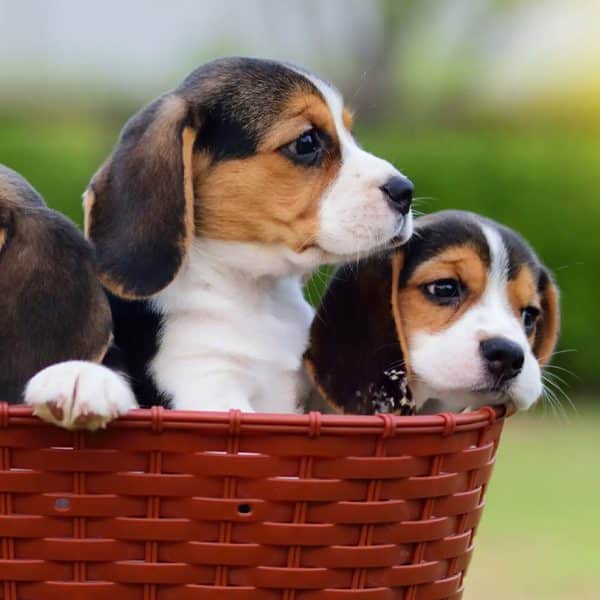 Criadero Beagles.cl Chile - Criadero de Perros