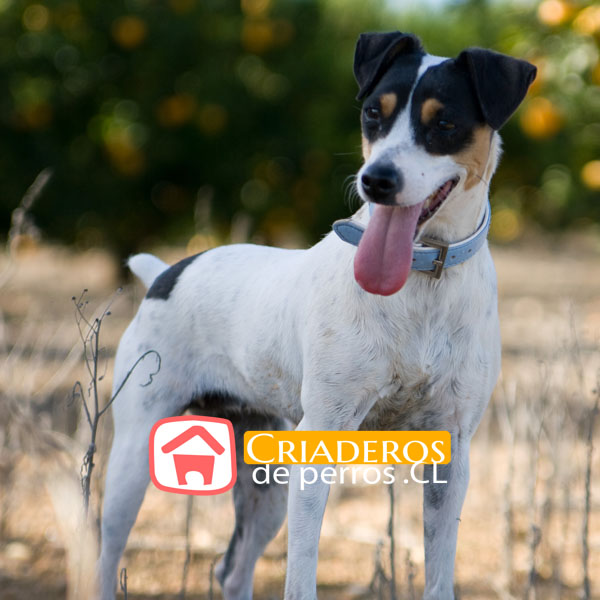 Fox Terrier Chileno Criaderos en Chile en Criaderosdeperro.Cl