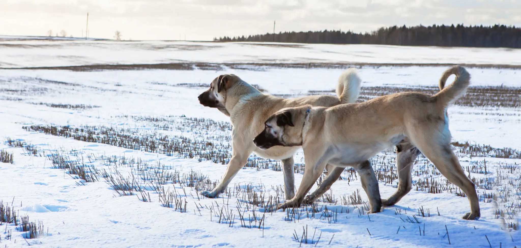 Kangal Turco Criaderos en Chile en Criaderosdeperro.Cl