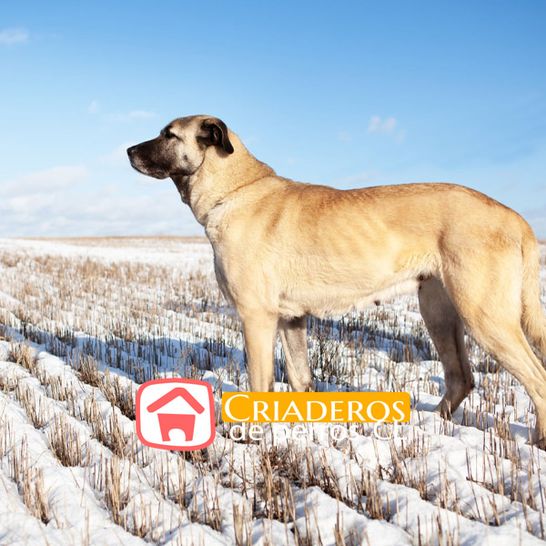 Kangal Turco Criaderos en Chile en Criaderosdeperro.Cl